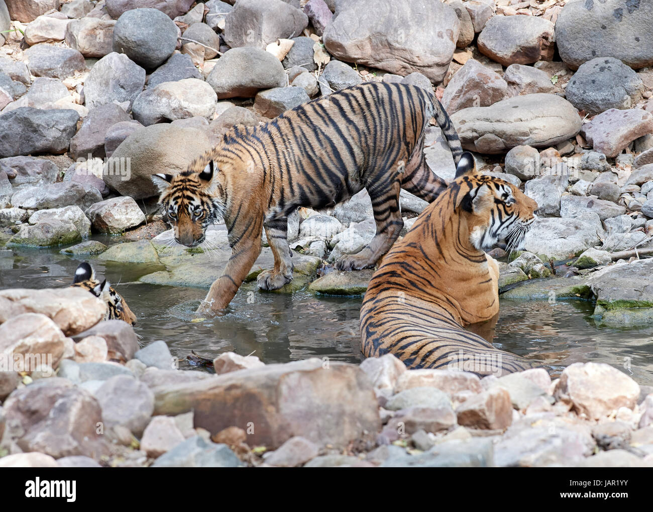 Tigers play fighting in water hi-res stock photography and images - Alamy