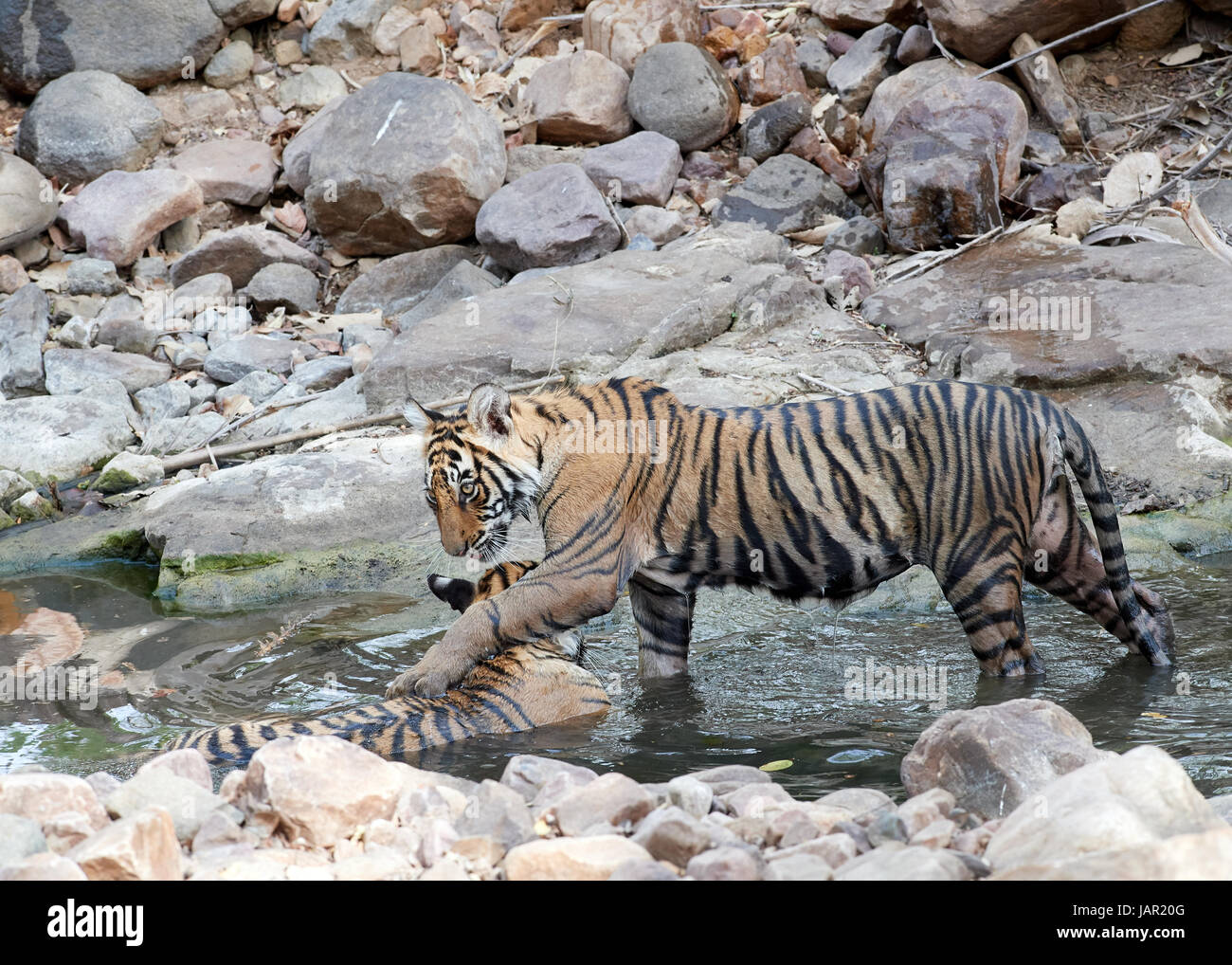 Tigers play fighting in water hi-res stock photography and images - Alamy
