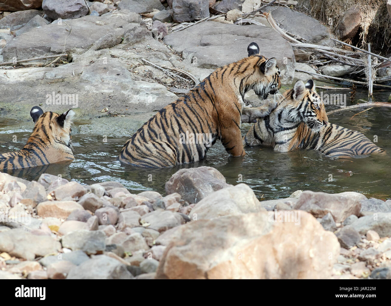 Tiger cubs play fighting hi-res stock photography and images - Alamy
