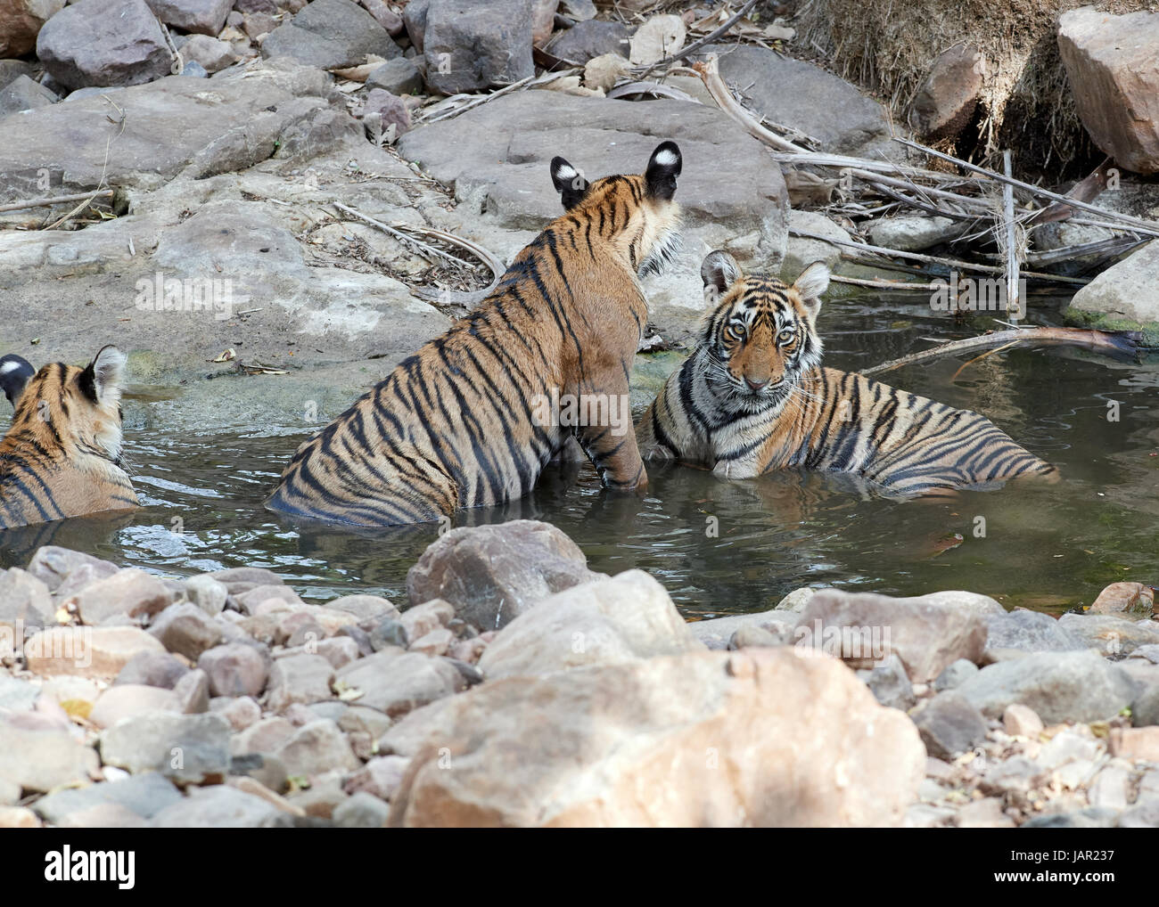 Endangered bengal tiger cubs play hi-res stock photography and images ...