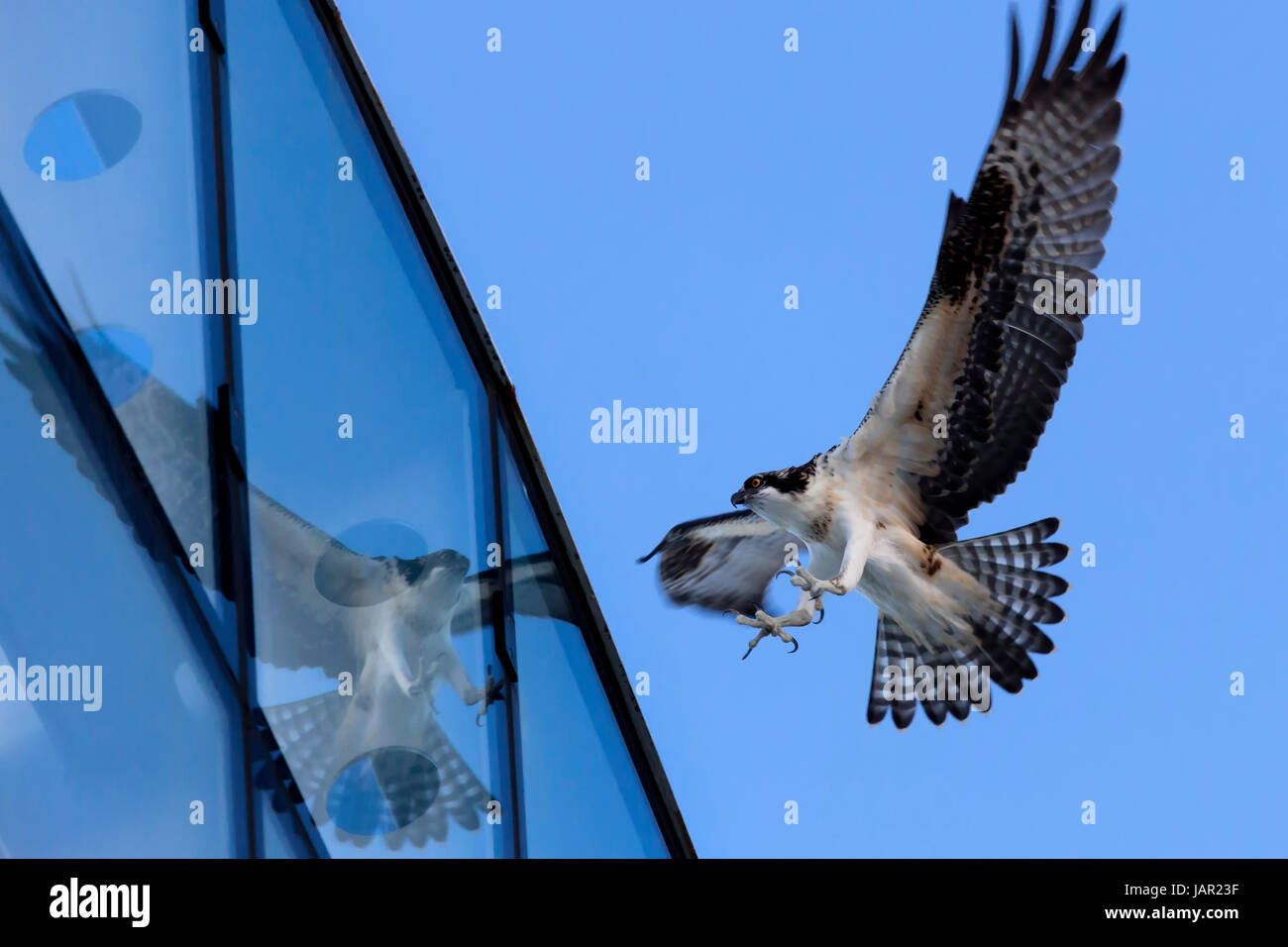 eagle in flight Stock Photo - Alamy