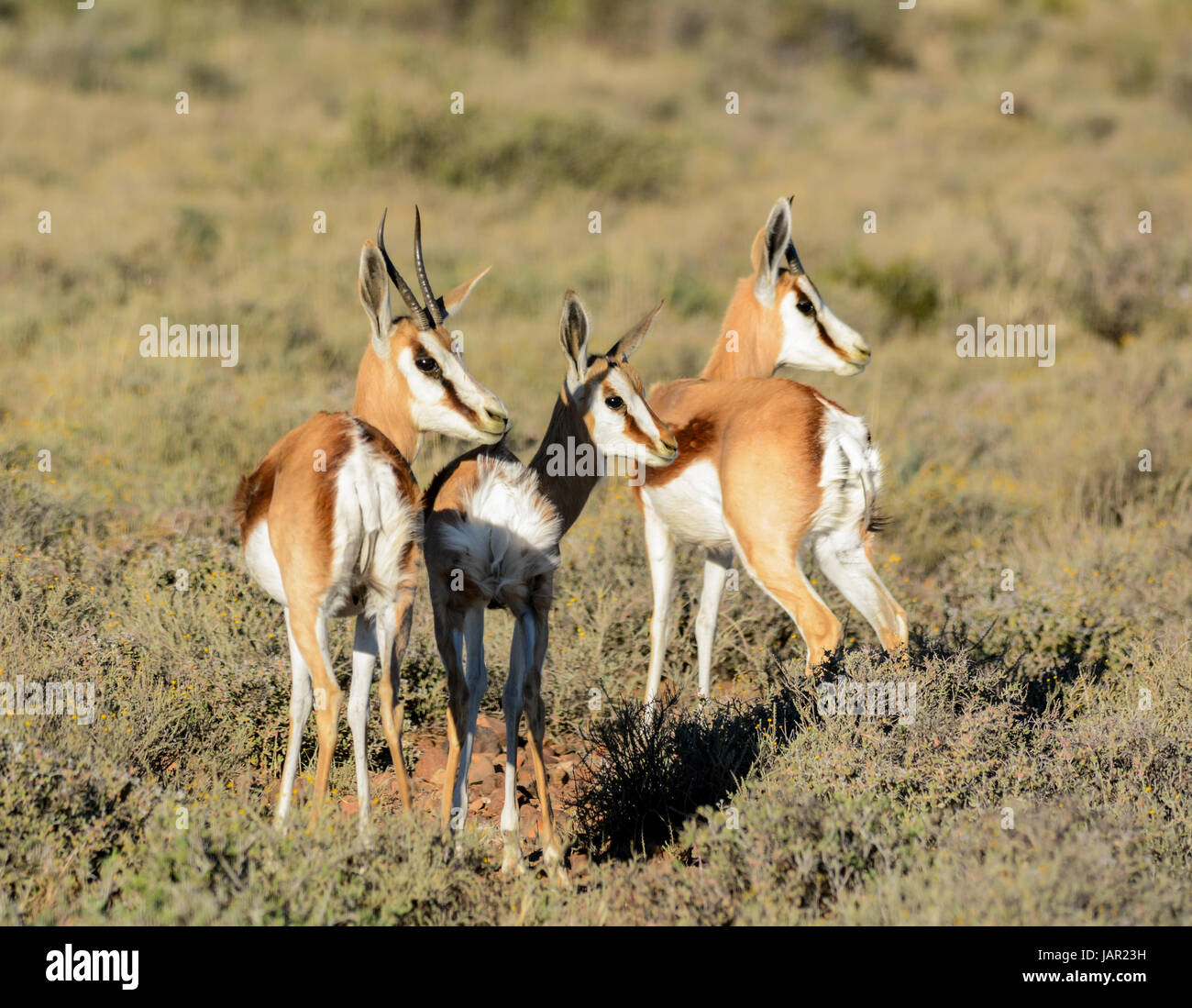 A group of juvenile Springbok antelope rams in Southern African savanna ...
