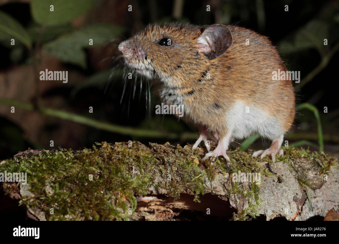 Wood mice image hi-res stock photography and images - Alamy