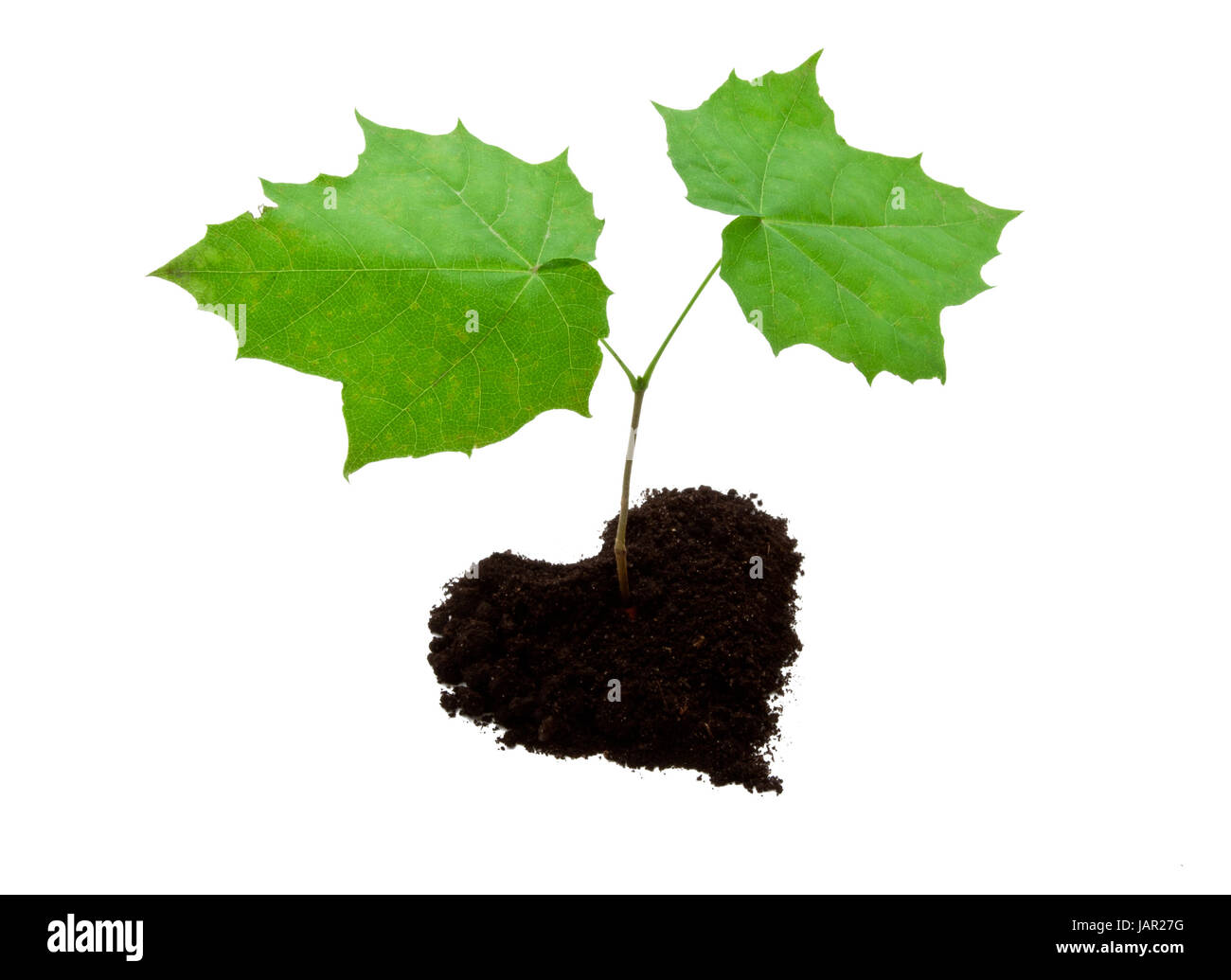 Small young tree isolated on white background Stock Photo - Alamy