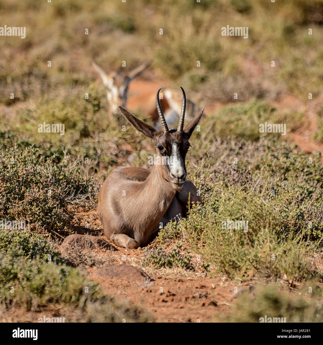 A Black Springbok antelope in Southern African savanna Stock Photo - Alamy