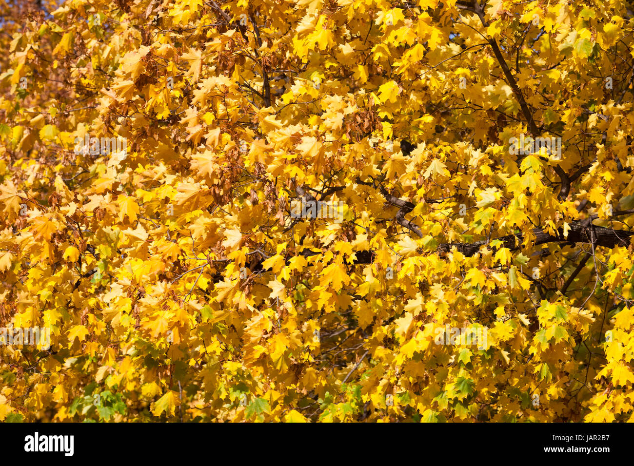 Beautiful photo of autumn maple with golden yellow leaves Stock Photo ...