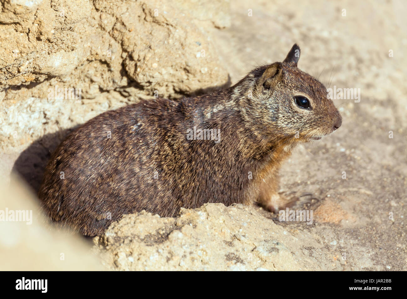 portrait of an adult ground squirrel Stock Photo - Alamy