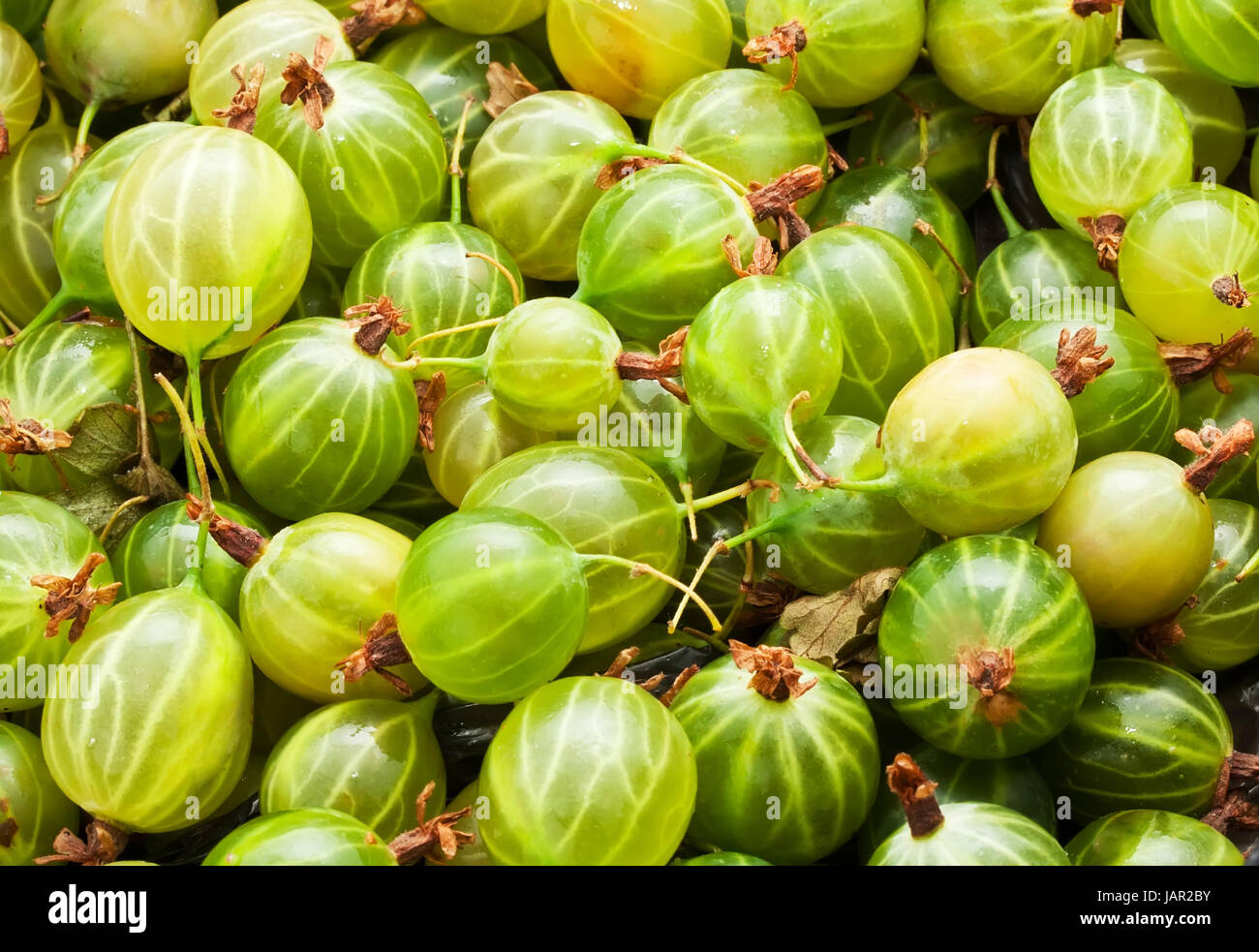 Fresh green gooseberries making full frame background Stock Photo - Alamy