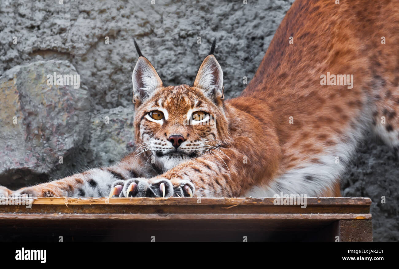 Beautiful photo of graceful big cat Lynx Stock Photo - Alamy