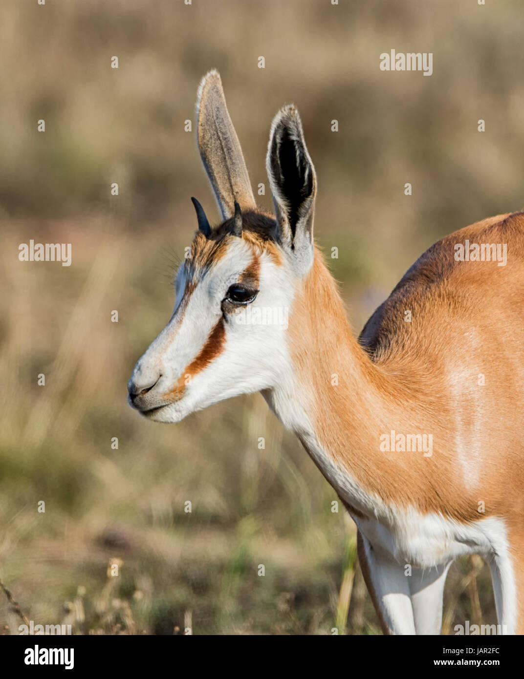 Springbok antelope in Southern African savanna Stock Photo - Alamy