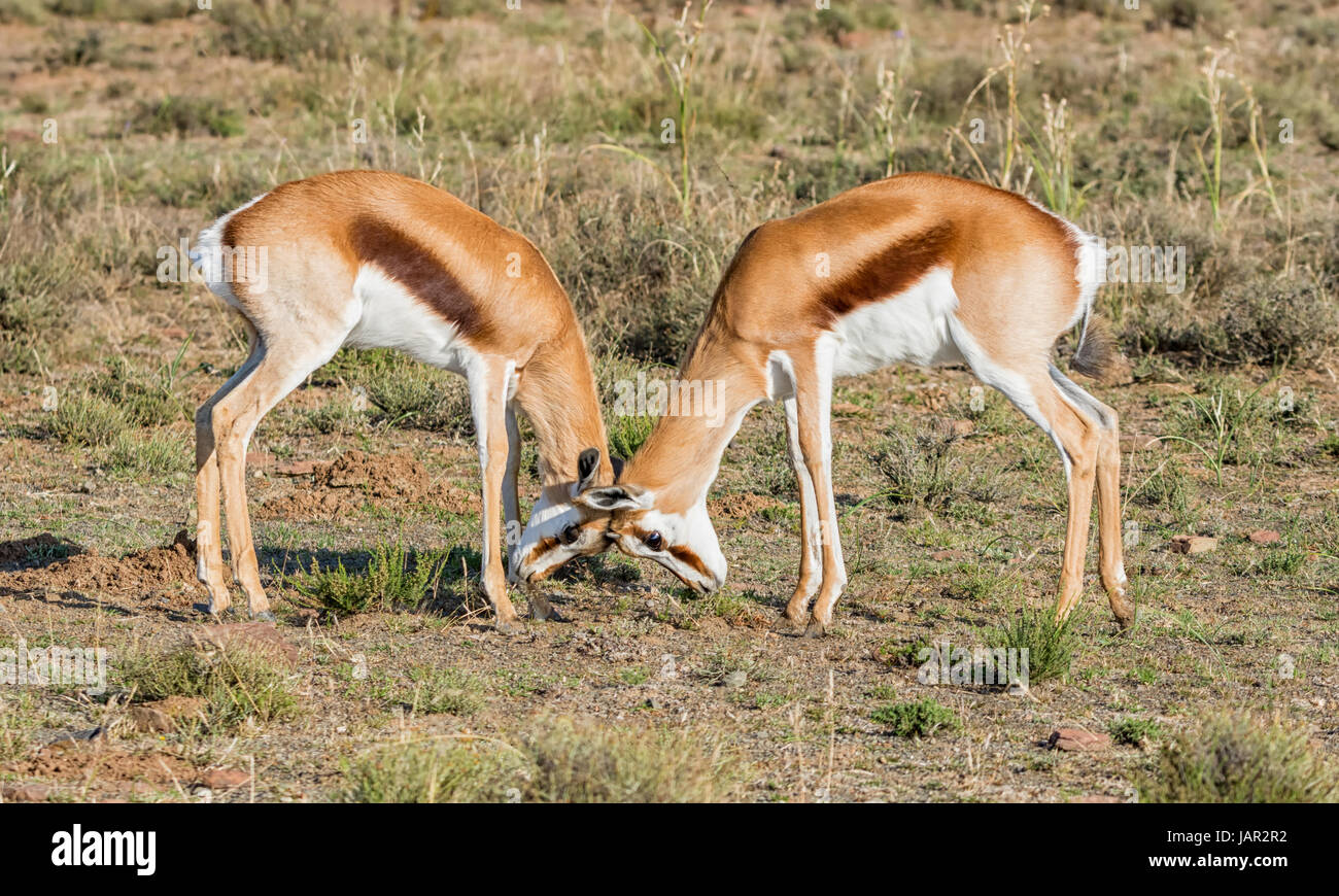 A pair of juvenile male Springbok antelope sparring in Southern African ...