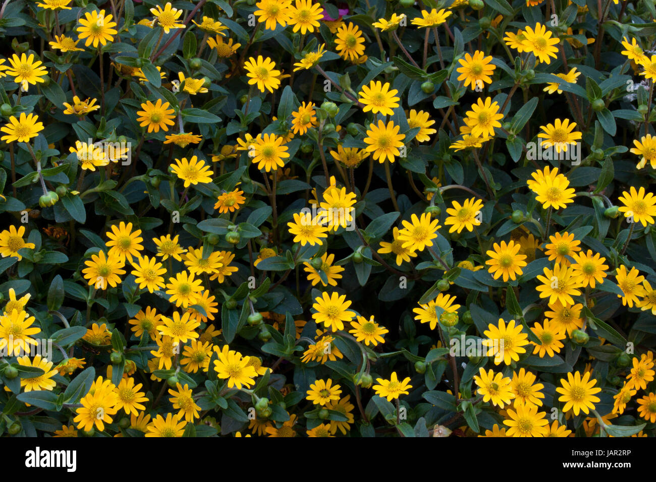 Sanvitalia procumbens flowers hi-res stock photography and images - Alamy