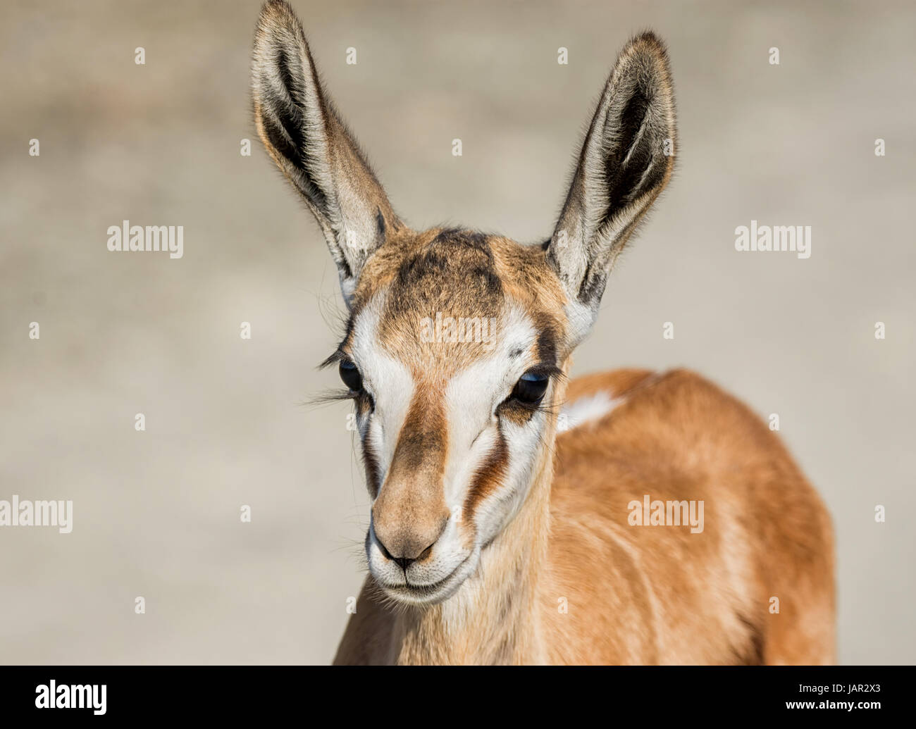 Juvenile Springbok antelope in Southern African savanna Stock Photo - Alamy