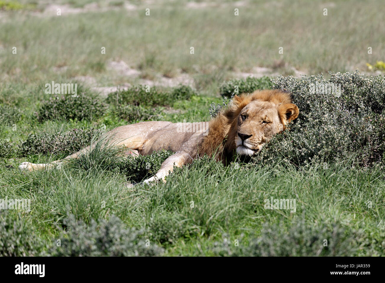 Male lying in savanna hi-res stock photography and images - Alamy