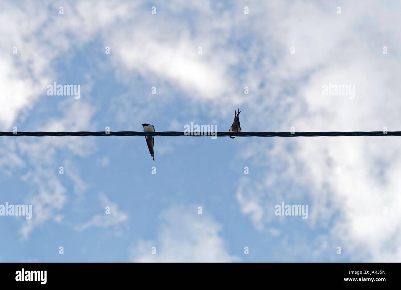 a pair of swallows on electric power line Stock Photo - Alamy