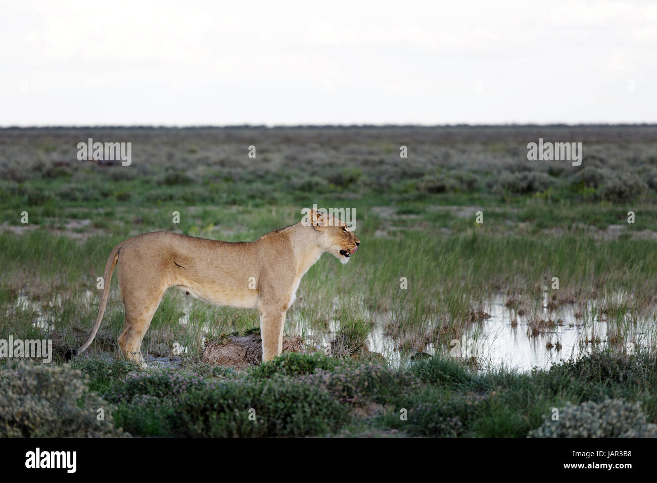 Africa savanna lion lioness sunset hi-res stock photography and images ...
