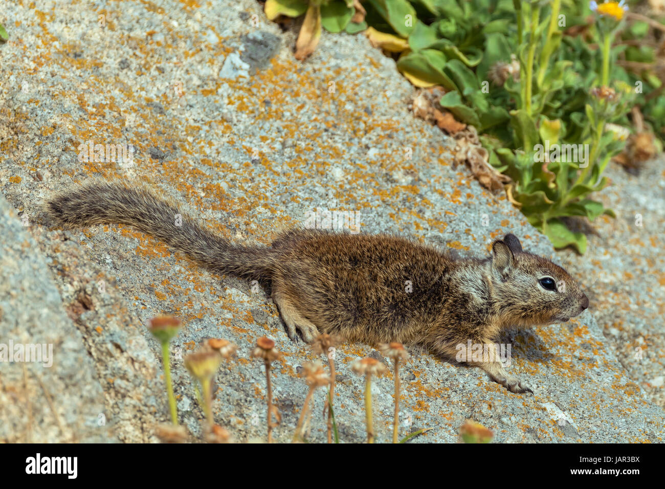 portrait of a young ground squirrel Stock Photo - Alamy