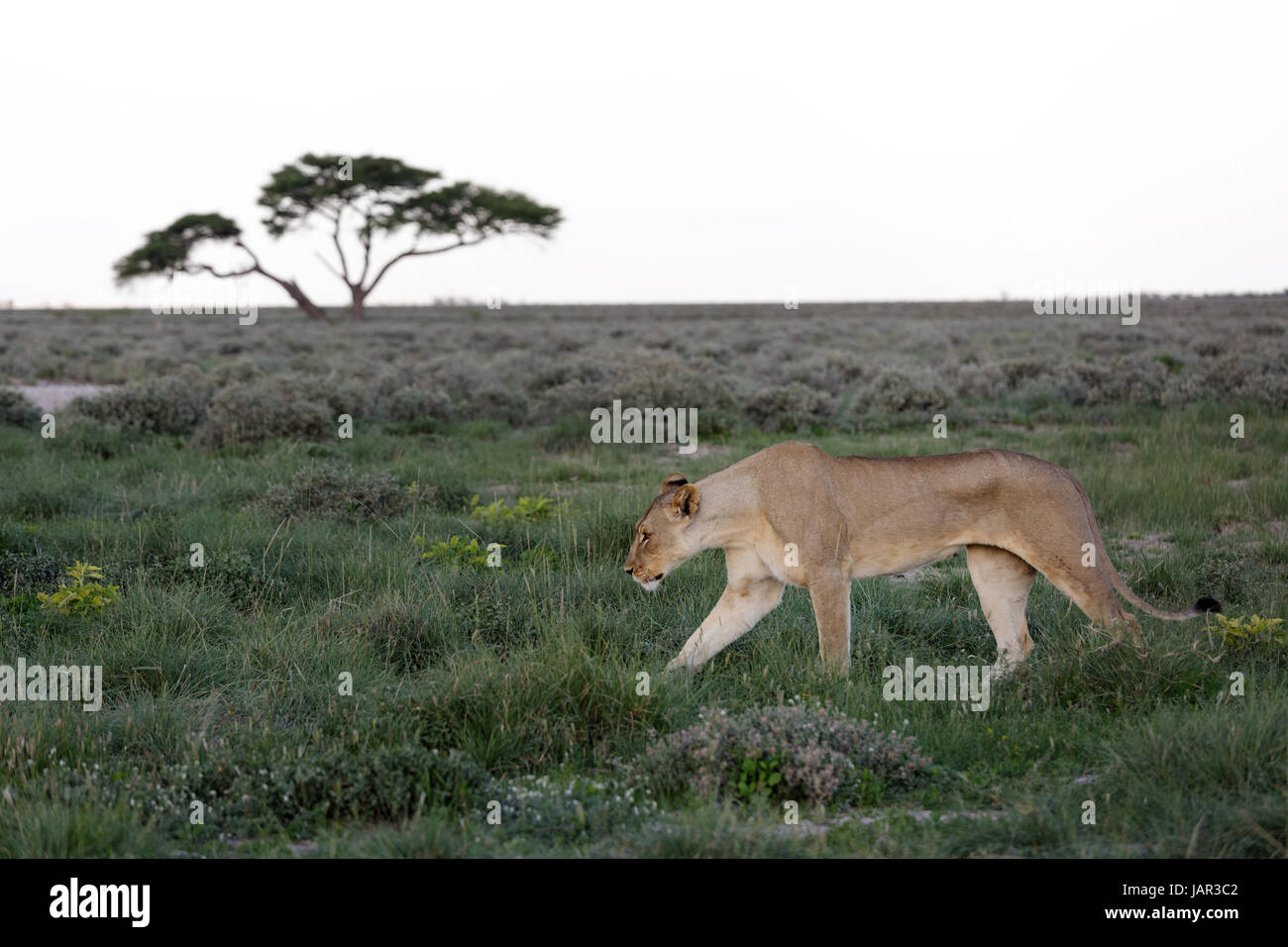 Africa savanna lion lioness sunset hi-res stock photography and images ...