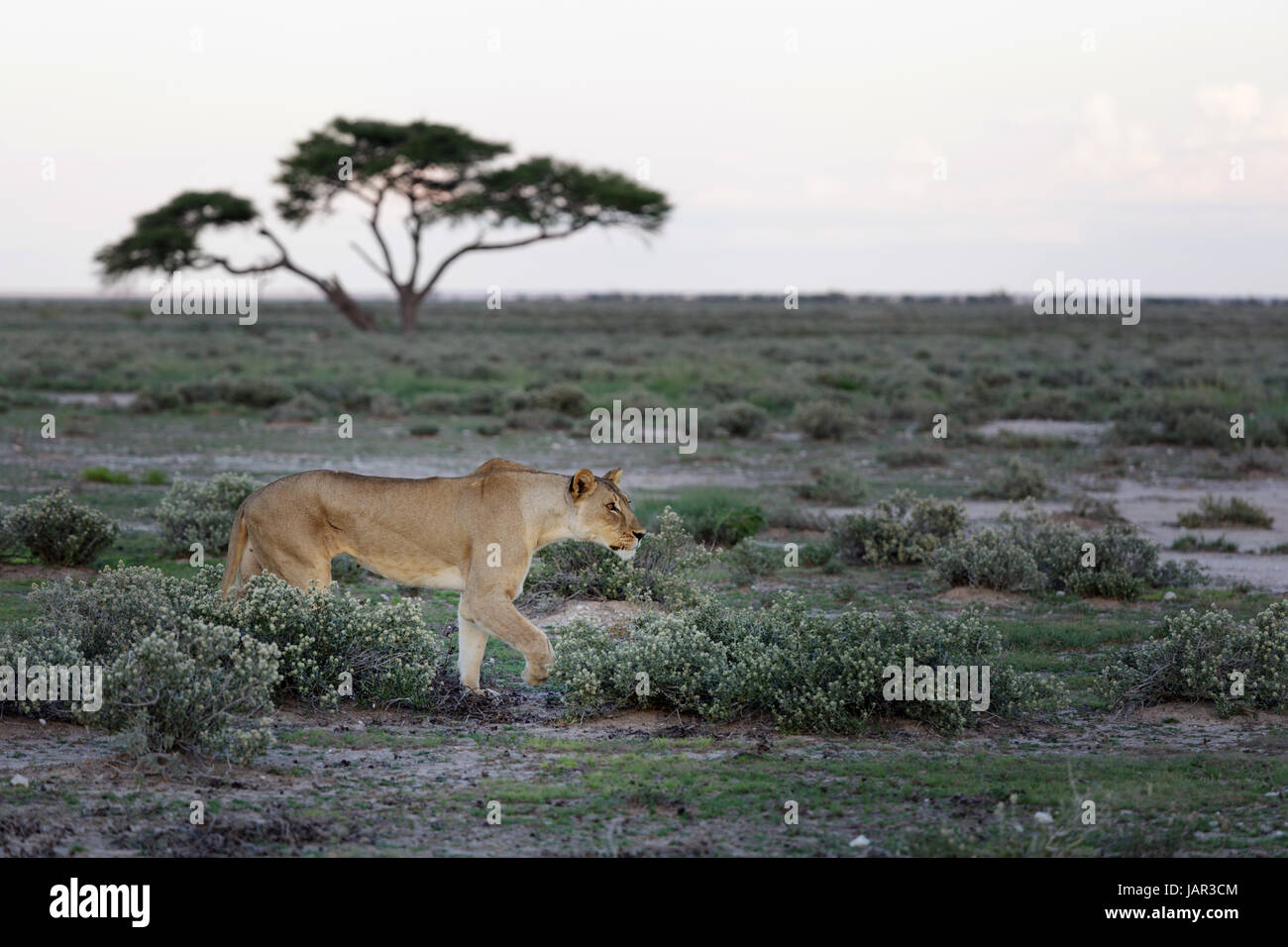 Africa savanna lion lioness sunset hi-res stock photography and images ...