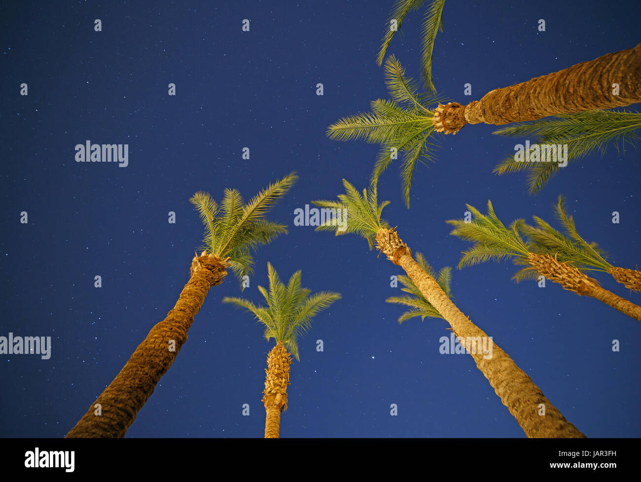 several palm trees against night sky Stock Photo - Alamy