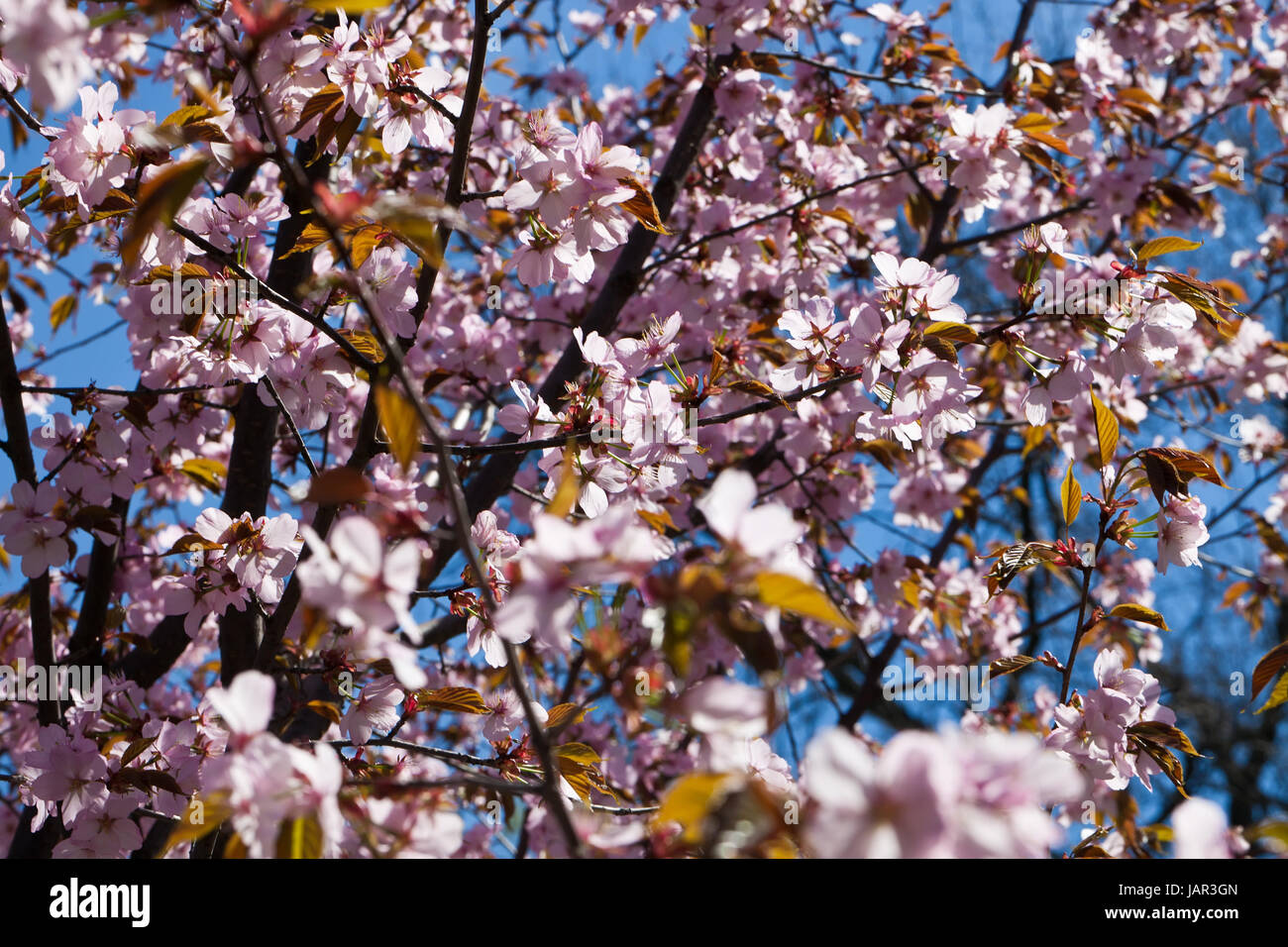 Beautiful pink flowers of Cherry blossom or Japanese Sakura in spring ...