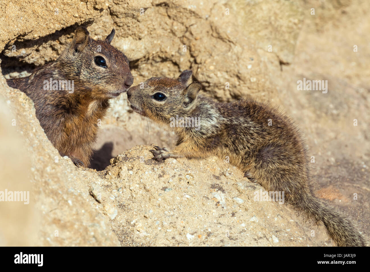 Mammals burrow underground hi-res stock photography and images - Alamy