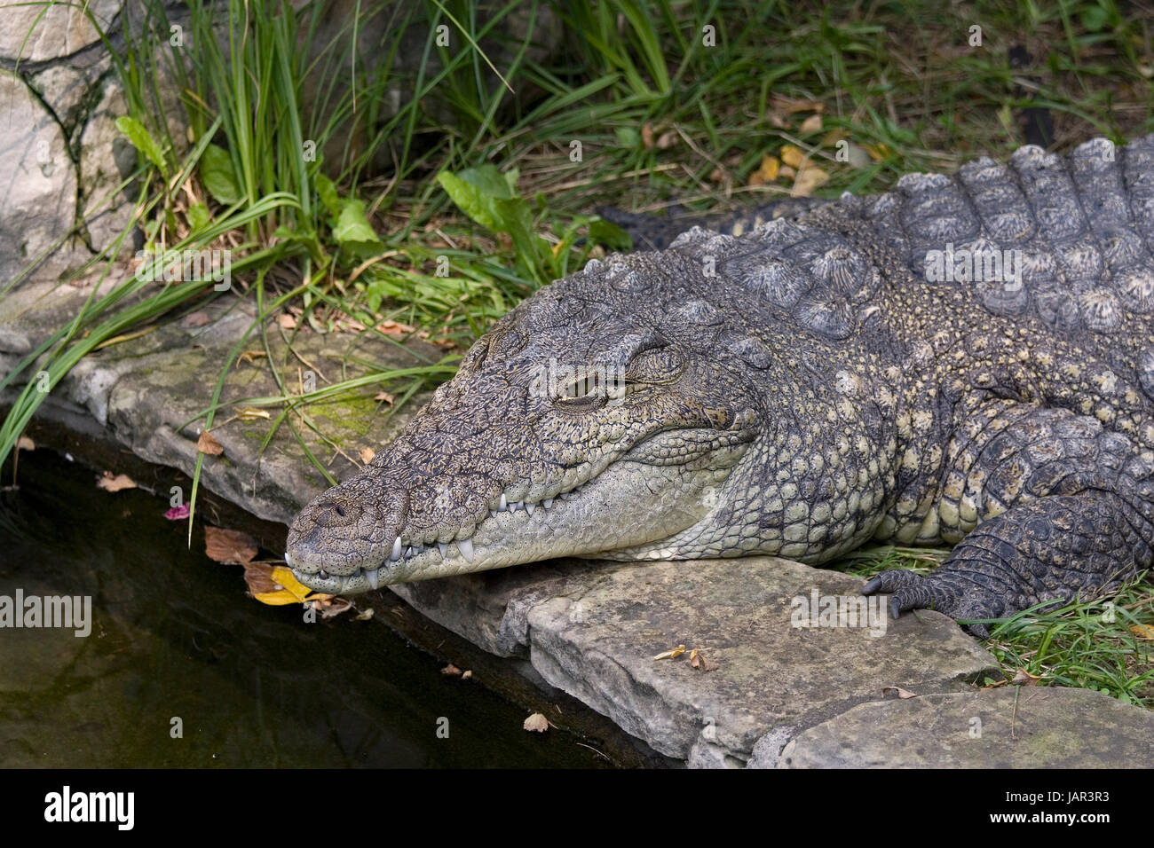 portrait of a crocodile in profile Stock Photo - Alamy
