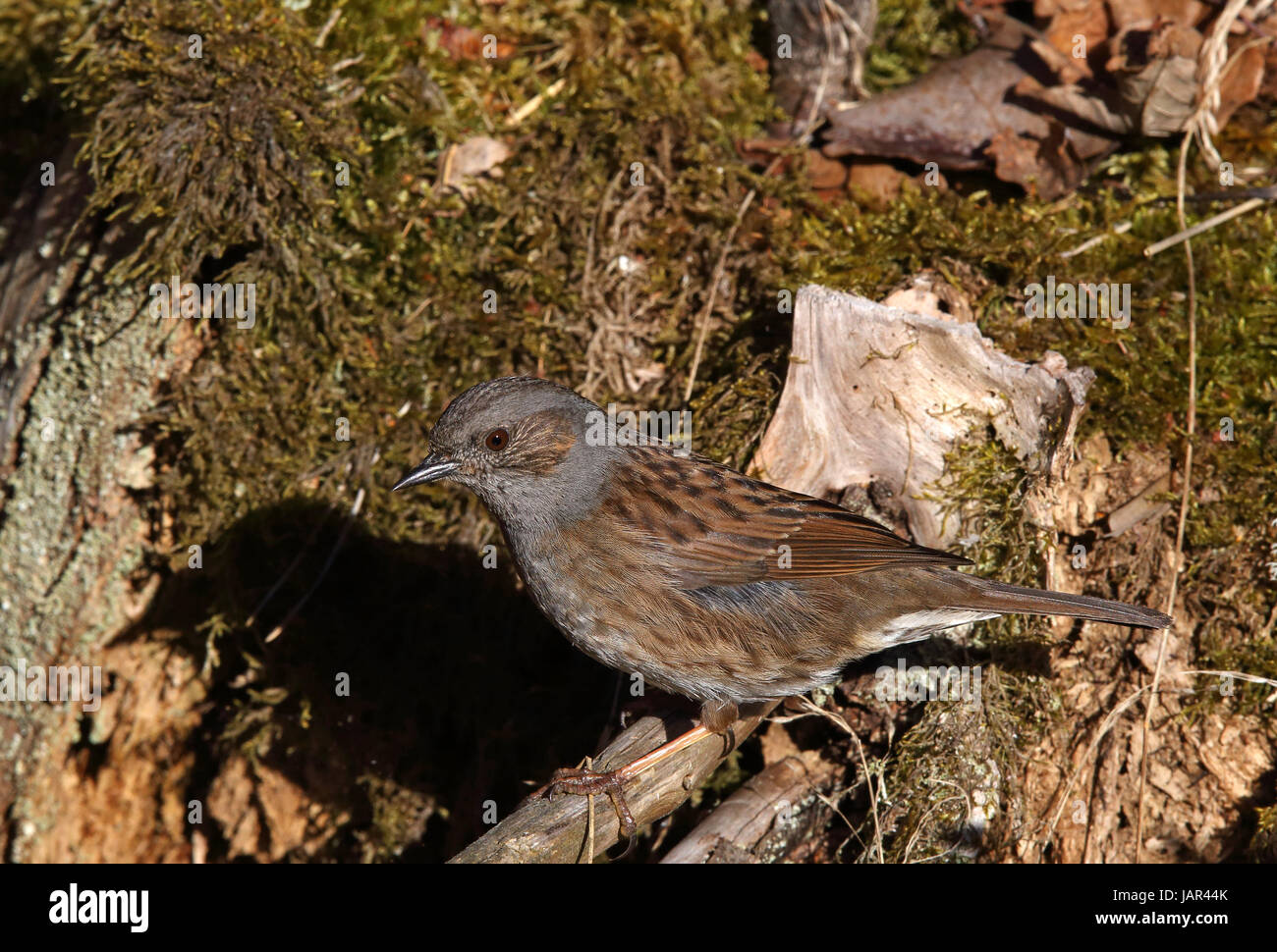 Dunnock (Prunella modularis Stock Photo - Alamy
