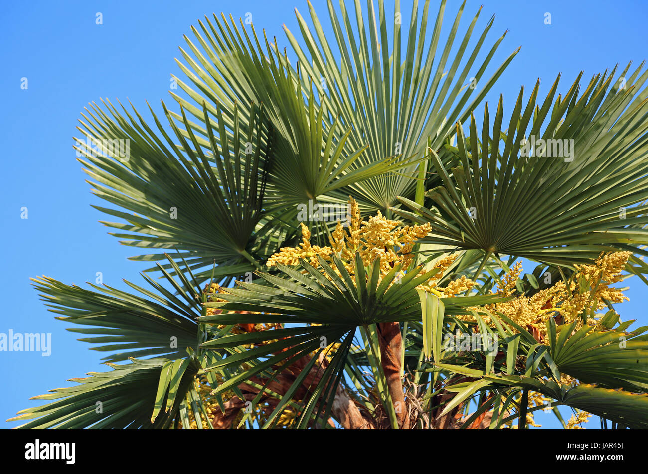 Lush palm tree with dates in the tropical country in summer Stock Photo ...