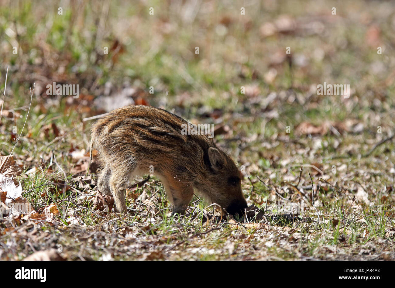 Cute swine sus scrofa hi-res stock photography and images - Alamy