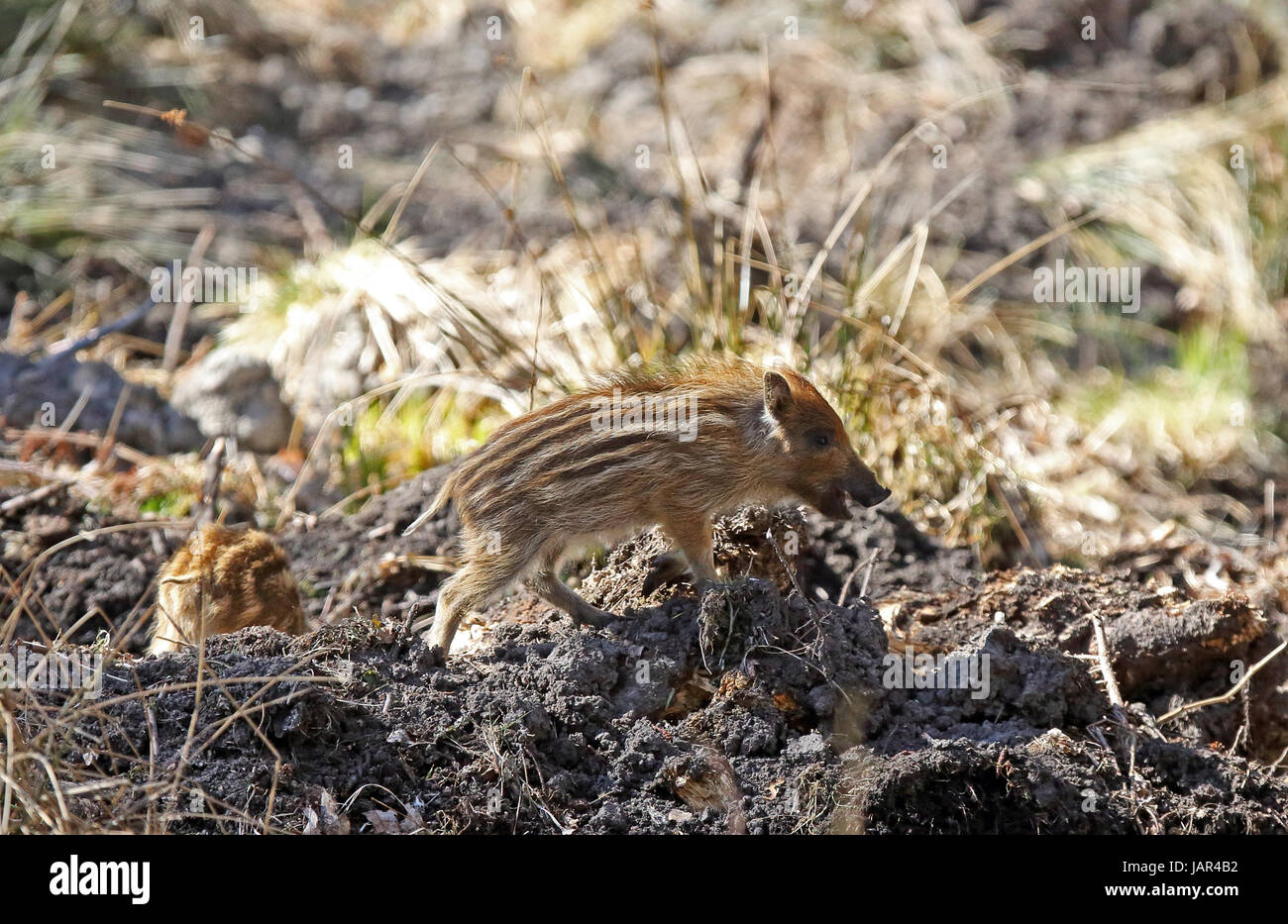 Baby wild boar hi-res stock photography and images - Alamy
