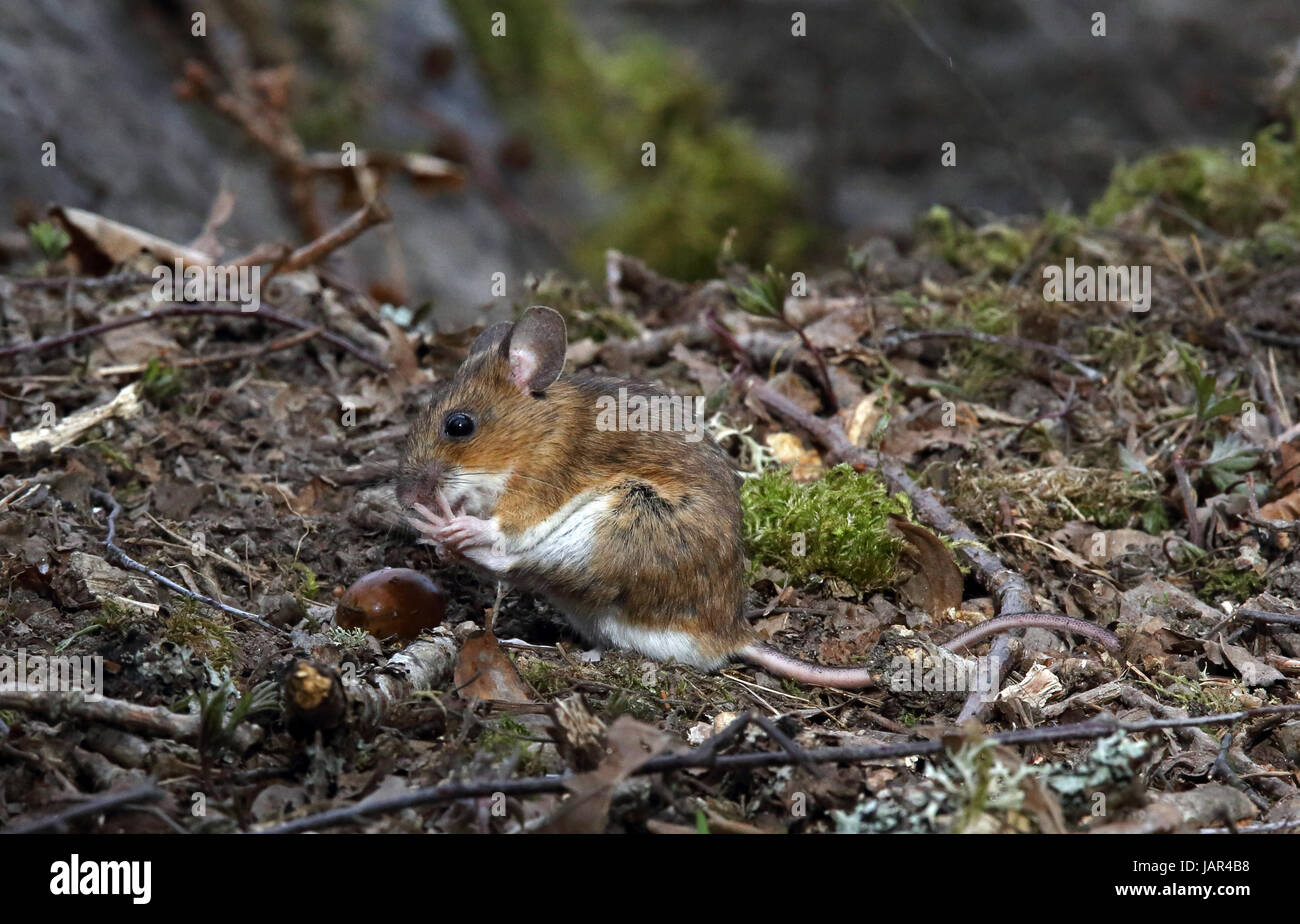 Mouse washing hi-res stock photography and images - Alamy