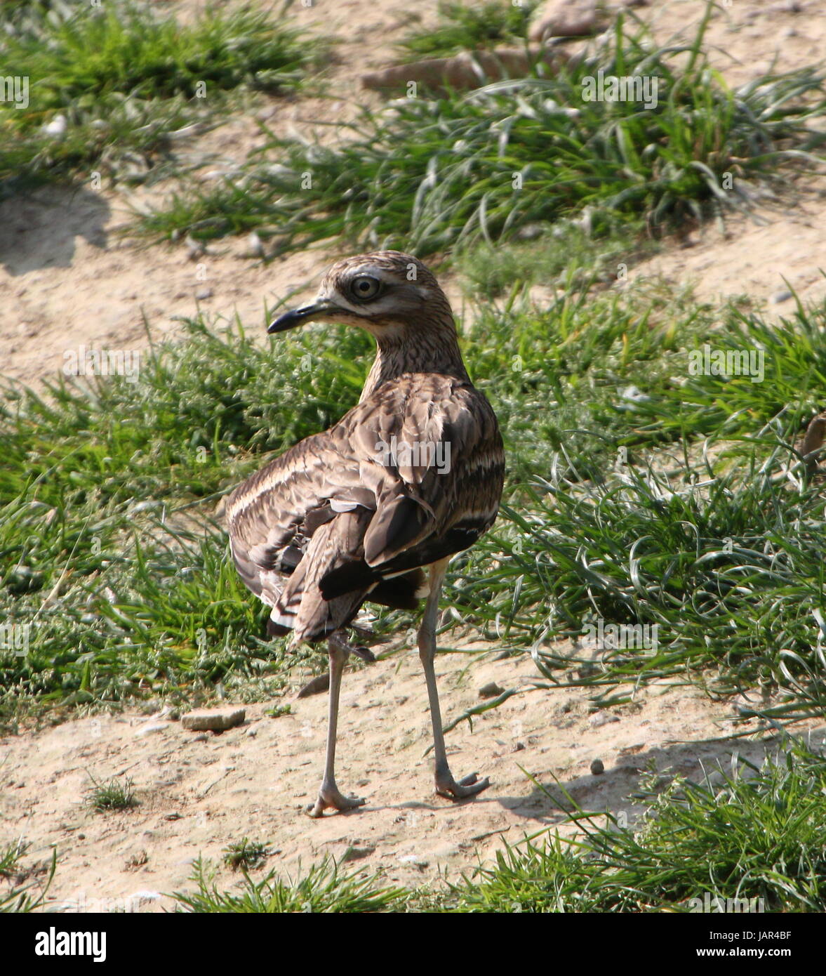 Eurasian curlew wings hi-res stock photography and images - Alamy
