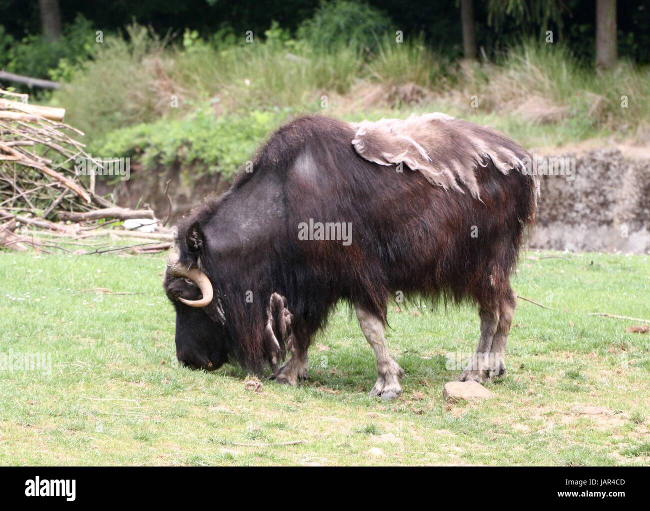 Ox head hi-res stock photography and images - Alamy