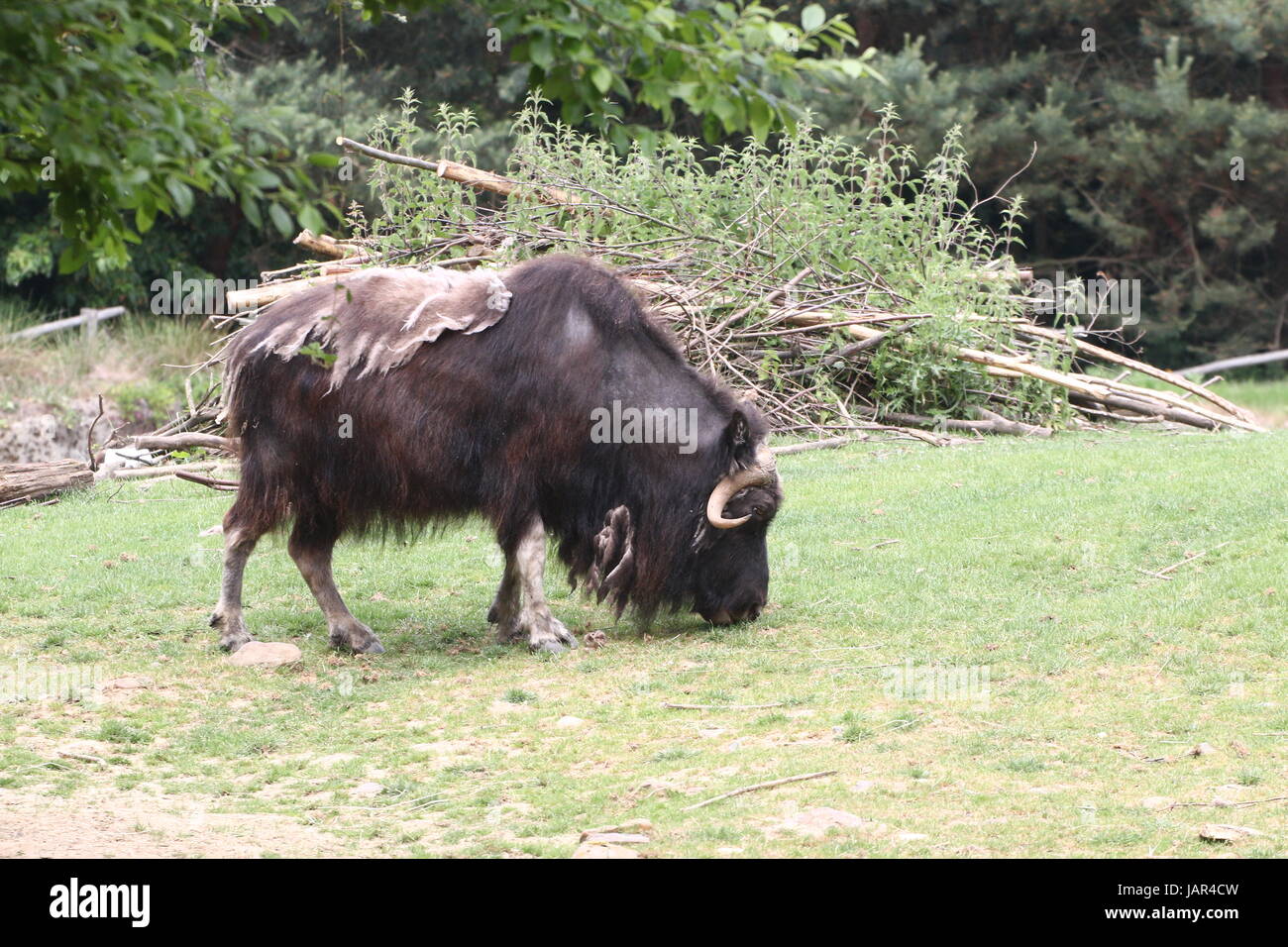 Ox head hi-res stock photography and images - Alamy