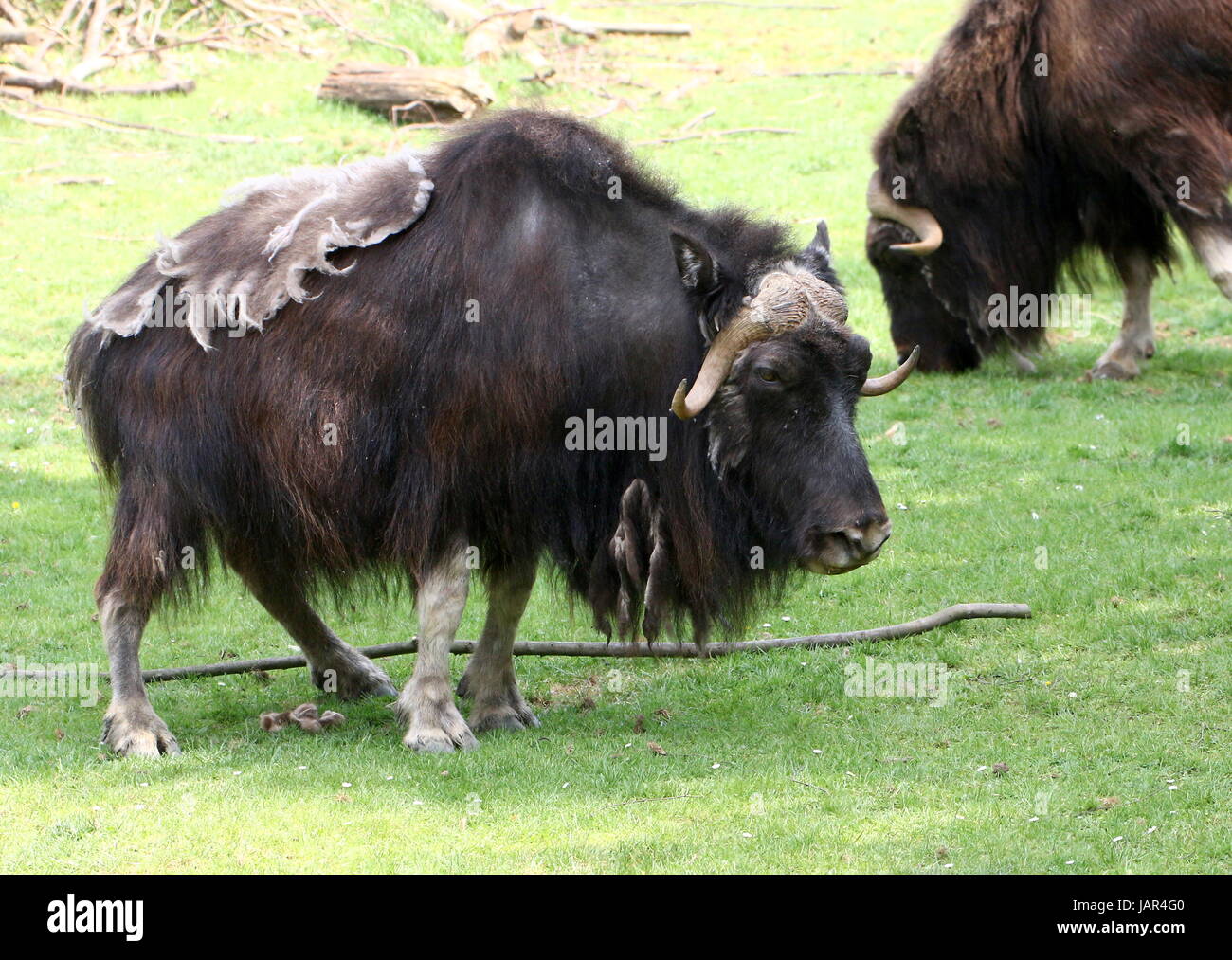 Pair of grazing Musk oxen (Ovibos moschatus Stock Photo - Alamy