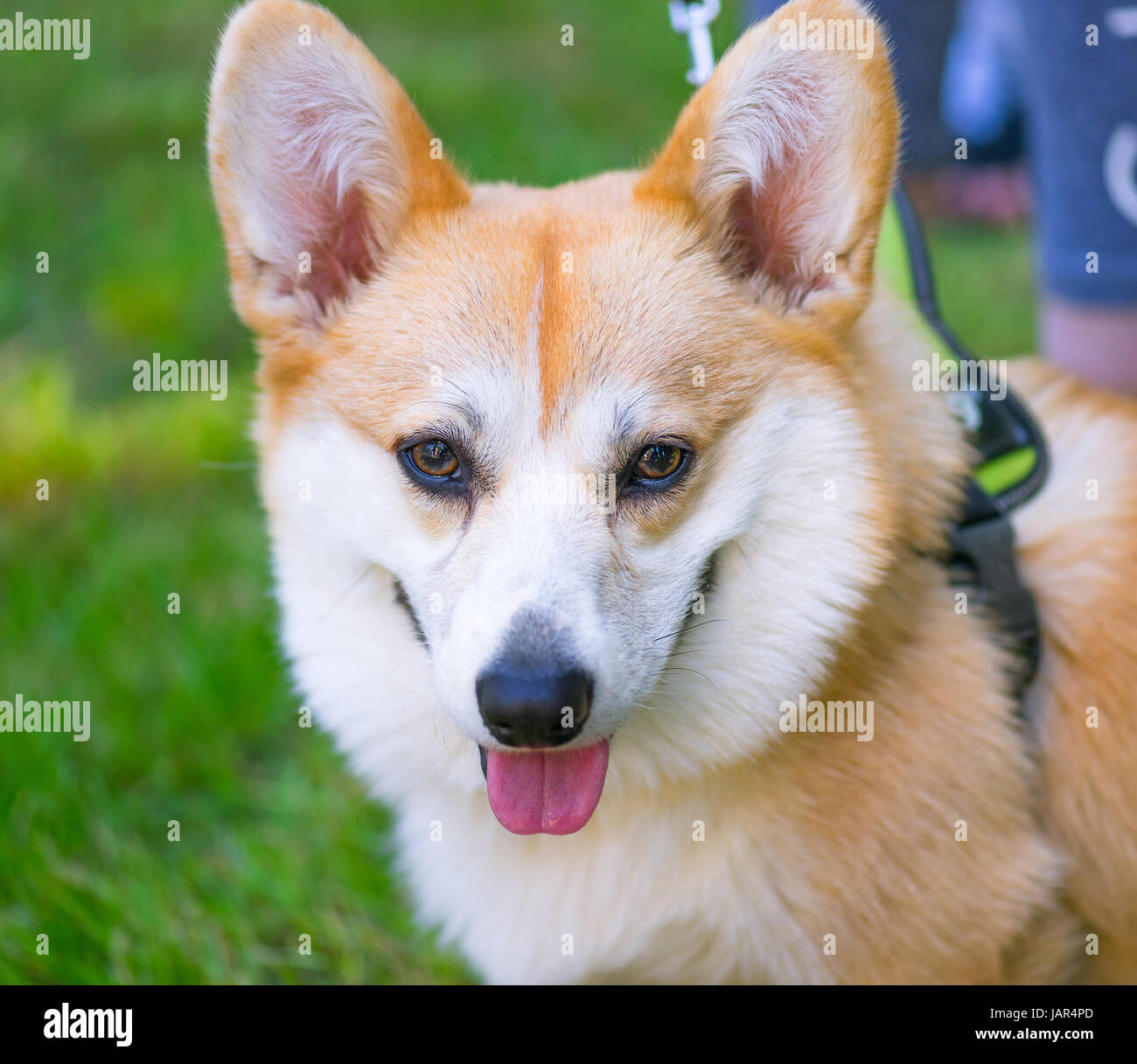 Portrait of funny adorable dog Welsh Corgi. Pets walking outdoor ...