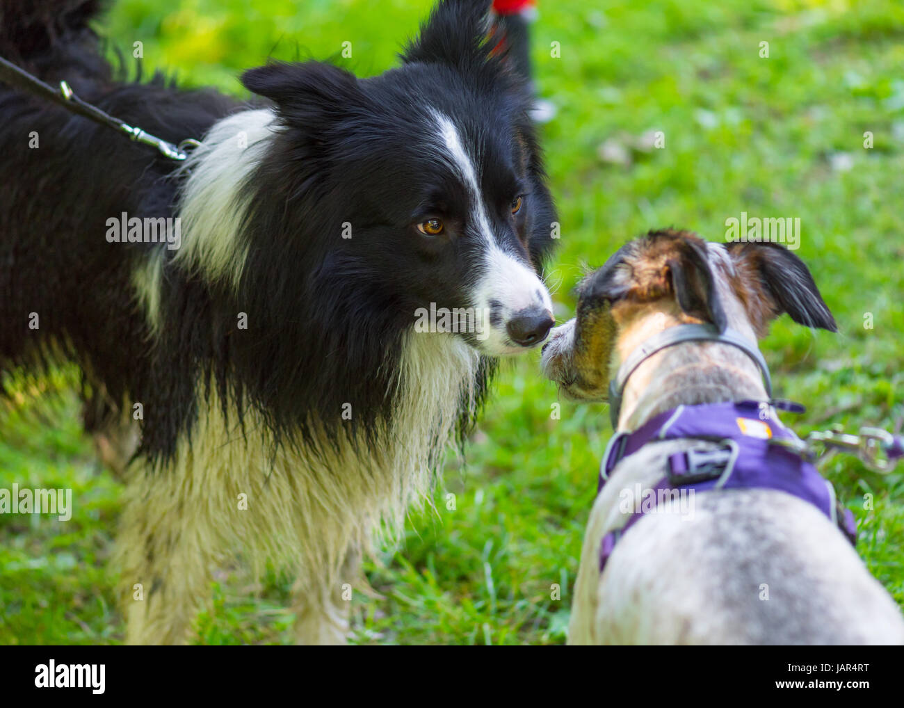 Two funny dogs hi-res stock photography and images - Alamy