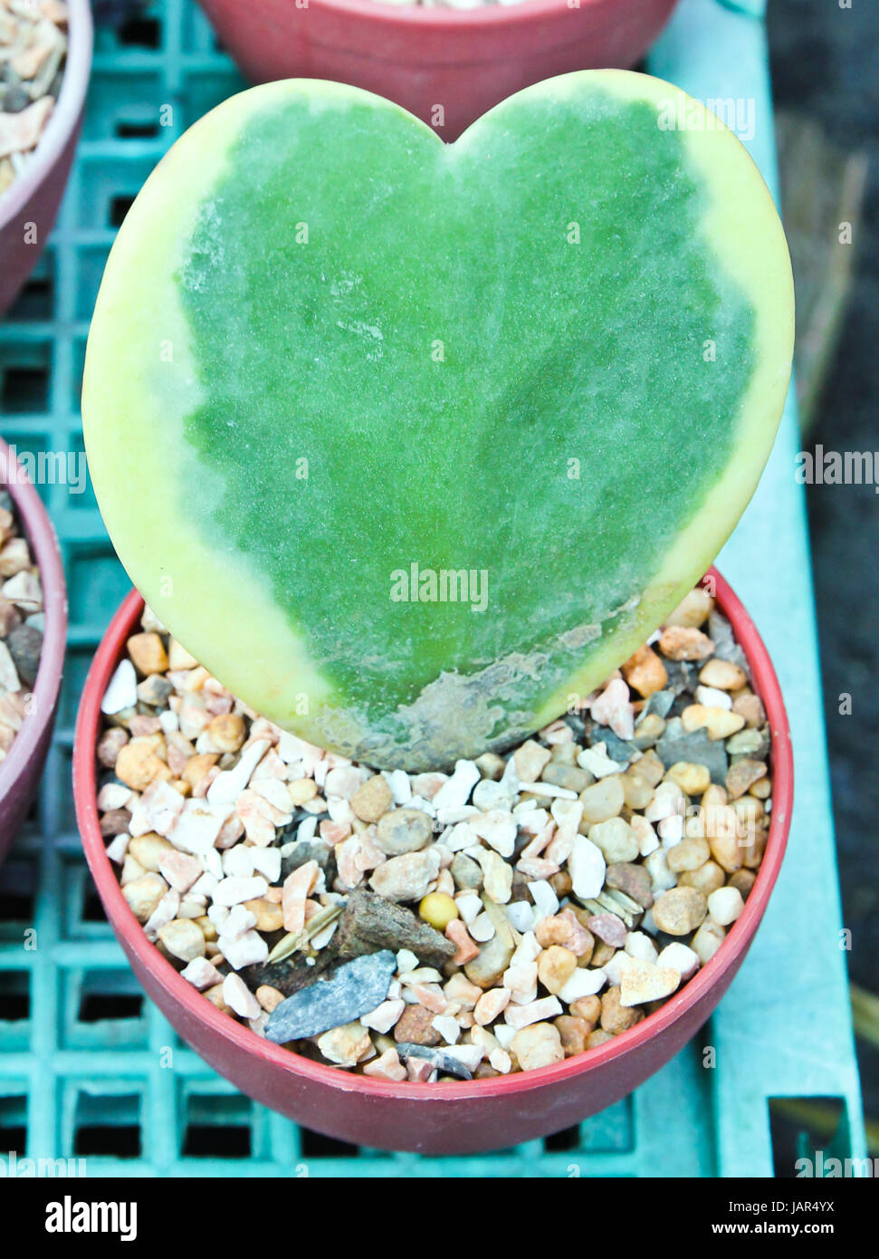 Heart-shaped plant in a flower pot Stock Photo - Alamy