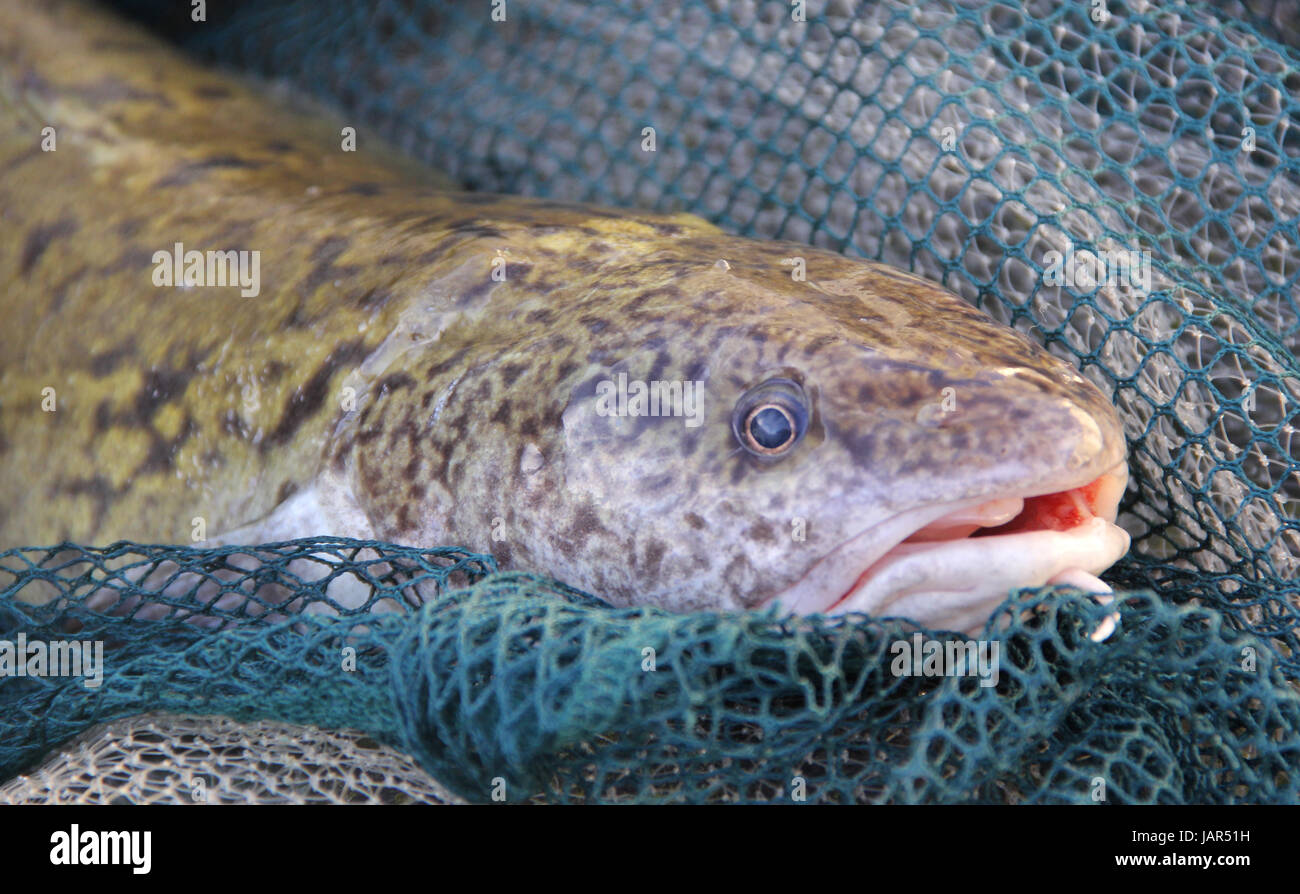 Quappe hi-res stock photography and images - Alamy