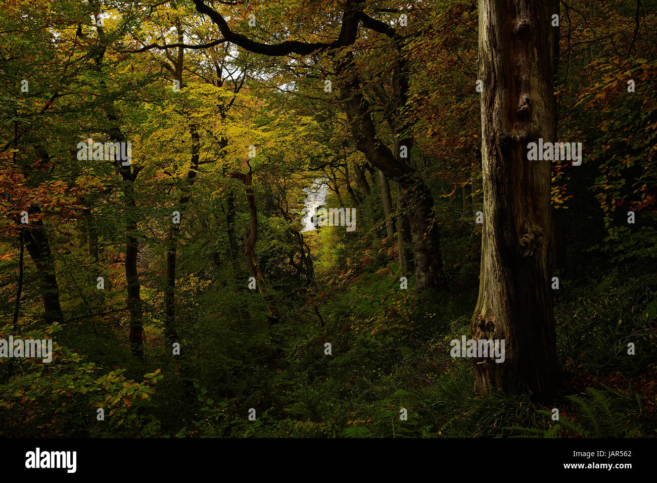 Strid river near bolton abbey hi-res stock photography and images - Alamy