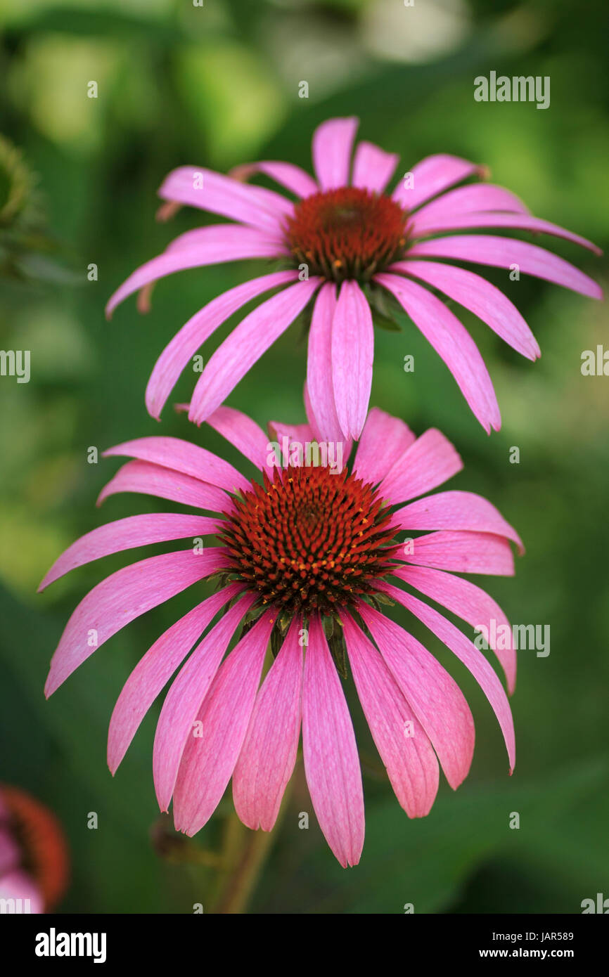 Purple Flowering Coneflower Stock Photo - Alamy