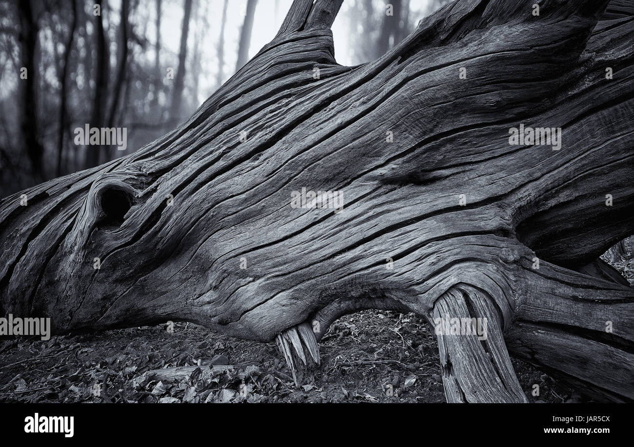 Spooky creatures hi-res stock photography and images - Alamy