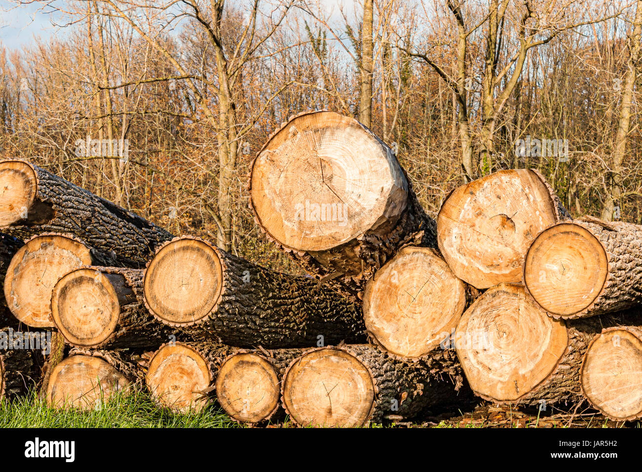 sawn timber tree trunks in the flanders forest autumn Stock Photo - Alamy