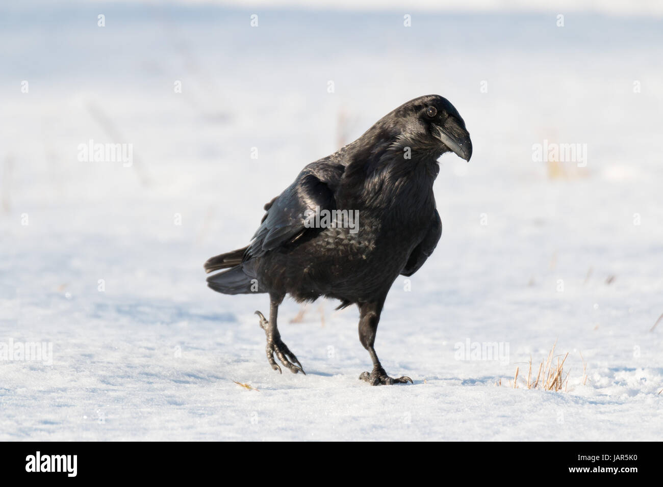 Raven walking on snow hi-res stock photography and images - Alamy