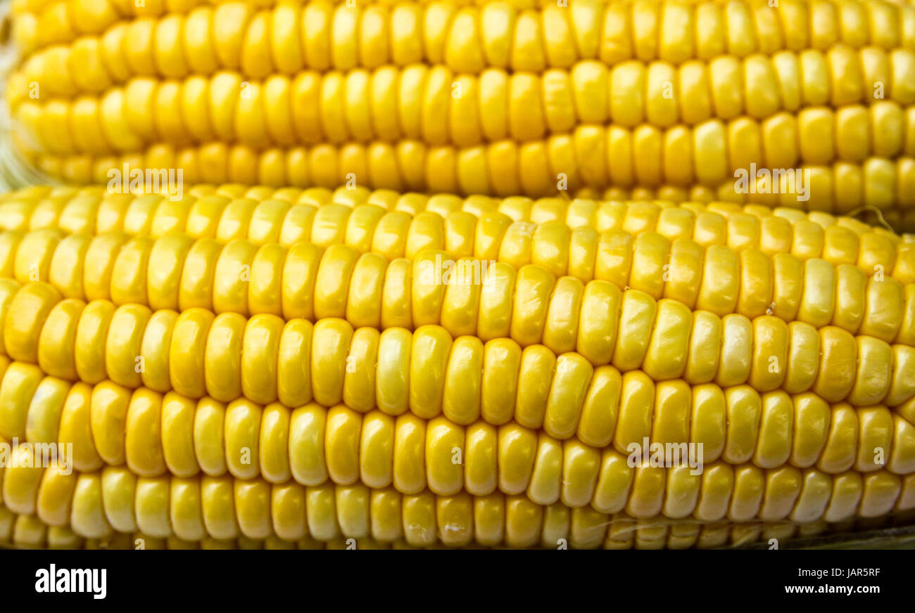 Bright color sweet corn Stock Photo - Alamy