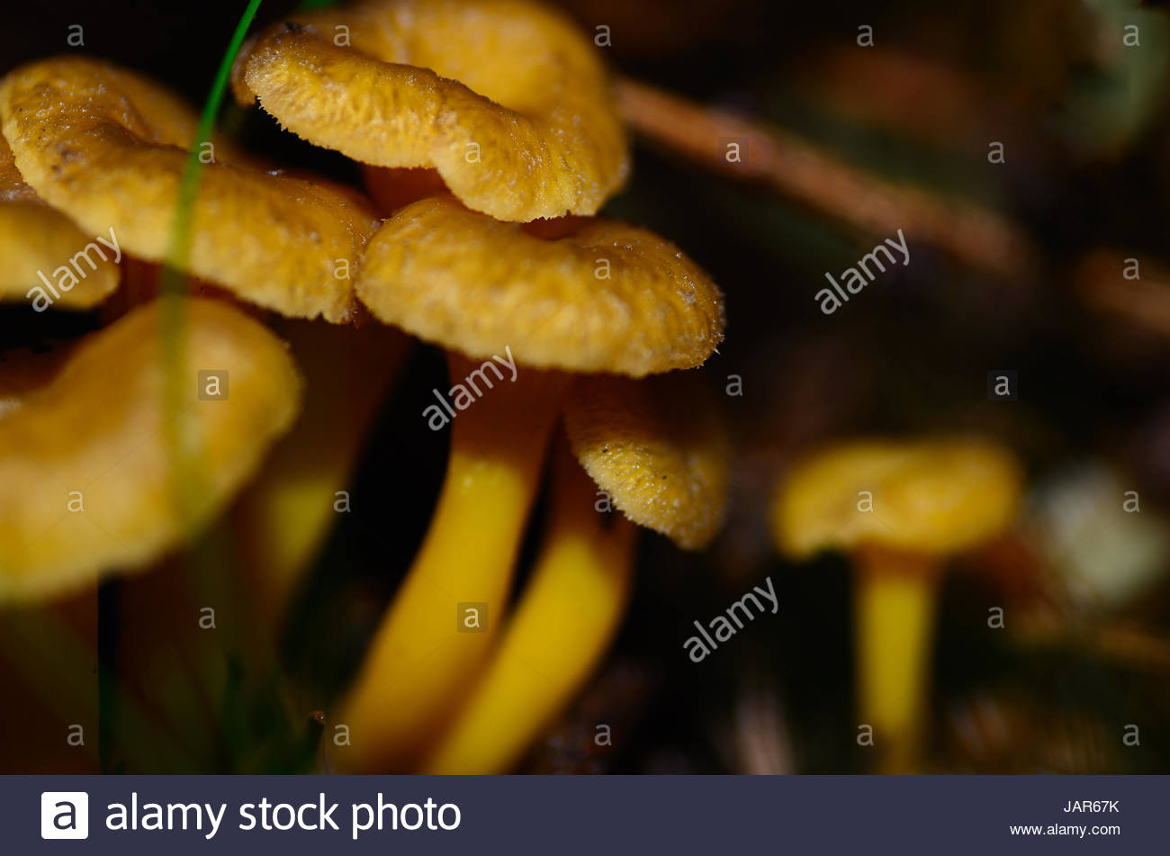Wald Champignon Stock Photos & Wald Champignon Stock Images - Alamy