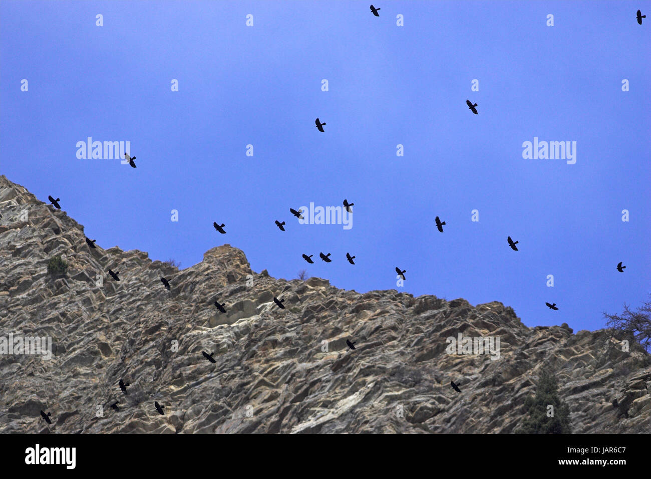 Alpine chough Pyrrhocorax graculus flock in flight over rocky ridge ...
