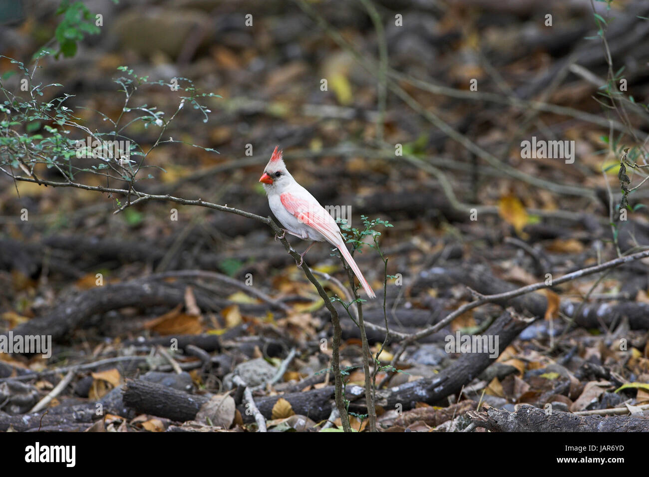 Northern cardinal Cardinalis cardinalis leucistic individual Laguna ...
