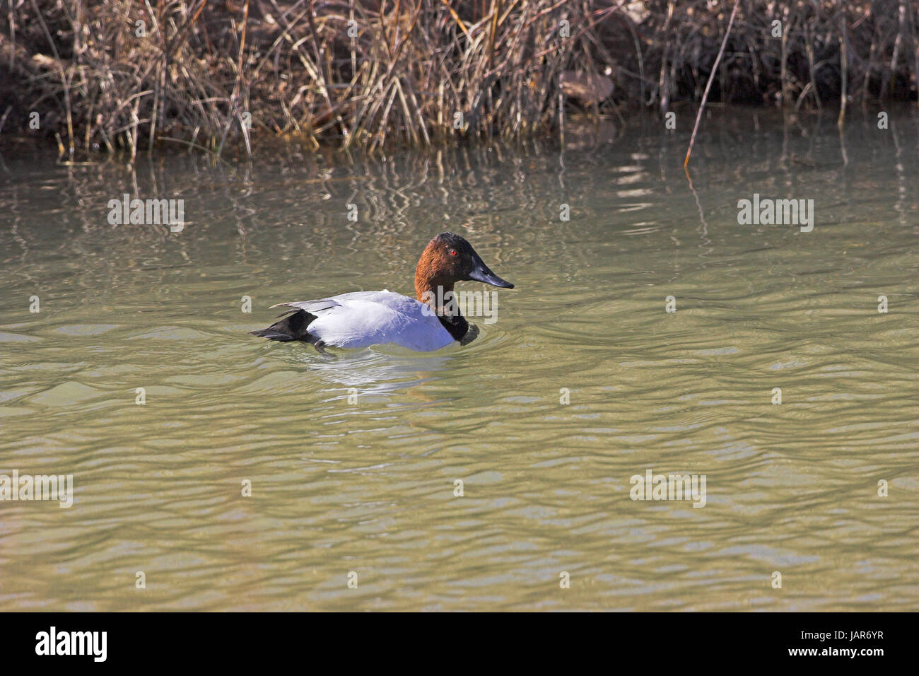 Canvasback Aythya valisineria male swimming on irrigation channel ...
